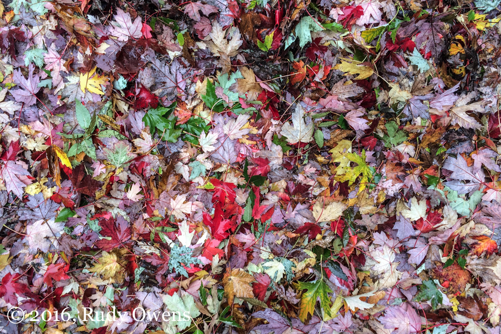 Portland - Rudy Owens, Photographer